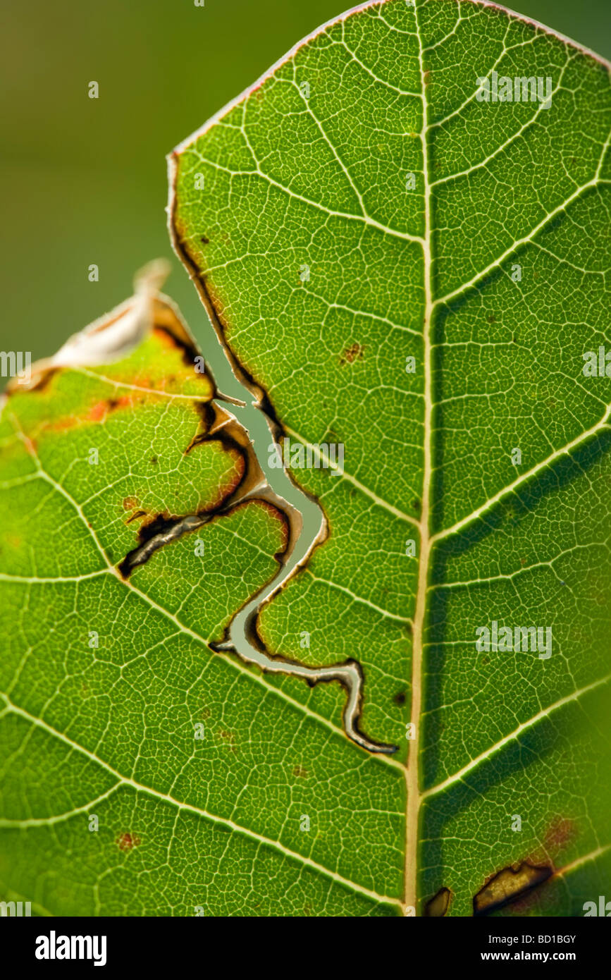 Leaf damage hi-res stock photography and images - Alamy
