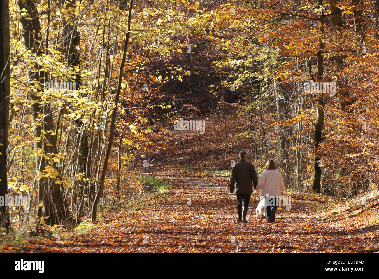 People in a forest in denmark Stock Photo - Alamy