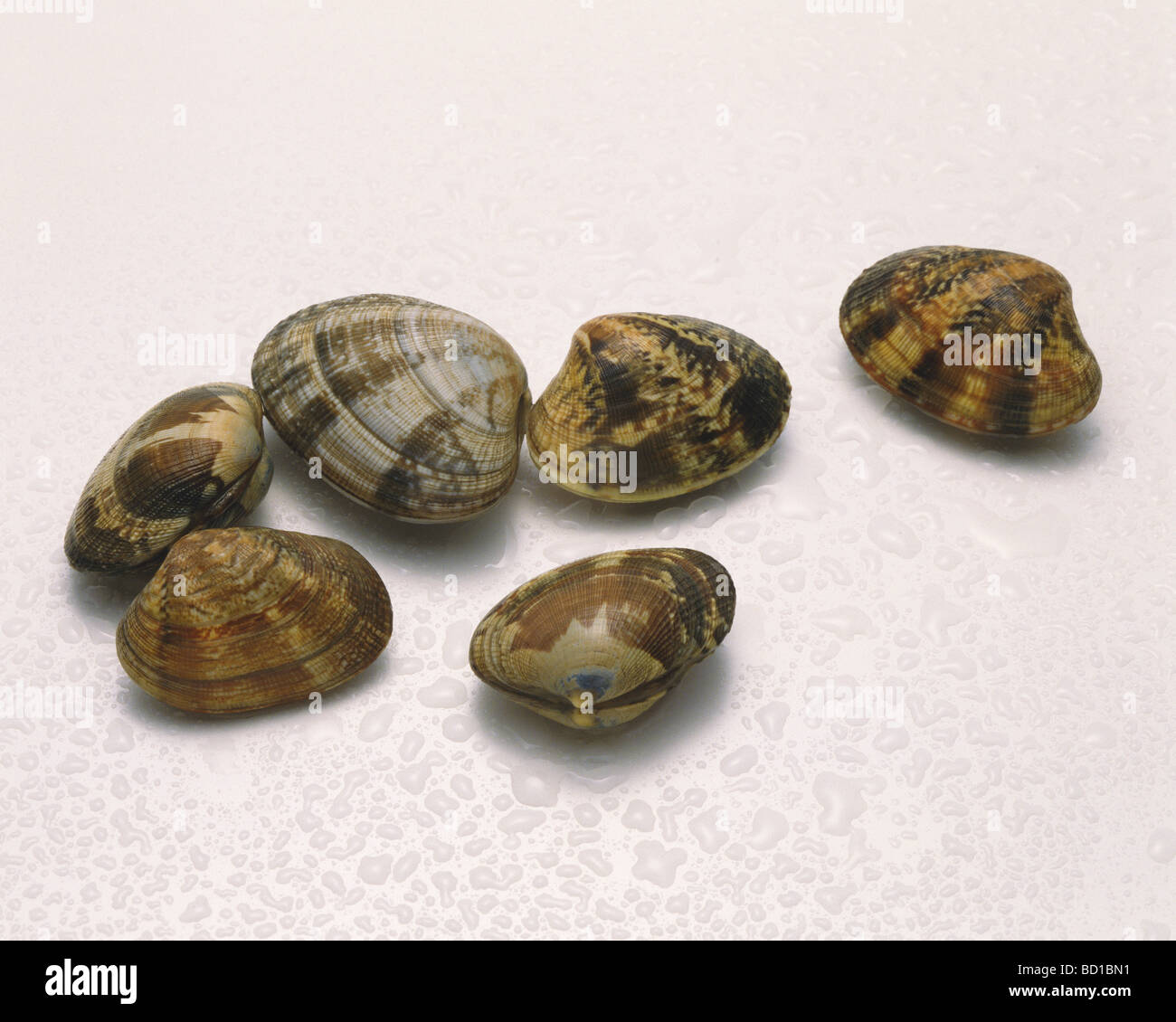 Littleneck clam hi-res stock photography and images - Alamy