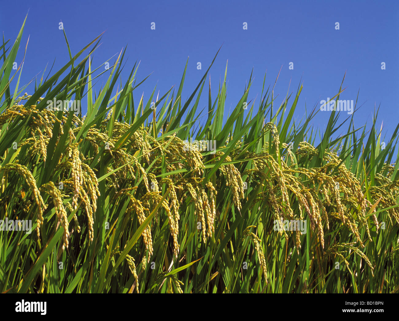 Ear of Rice Stock Photo - Alamy