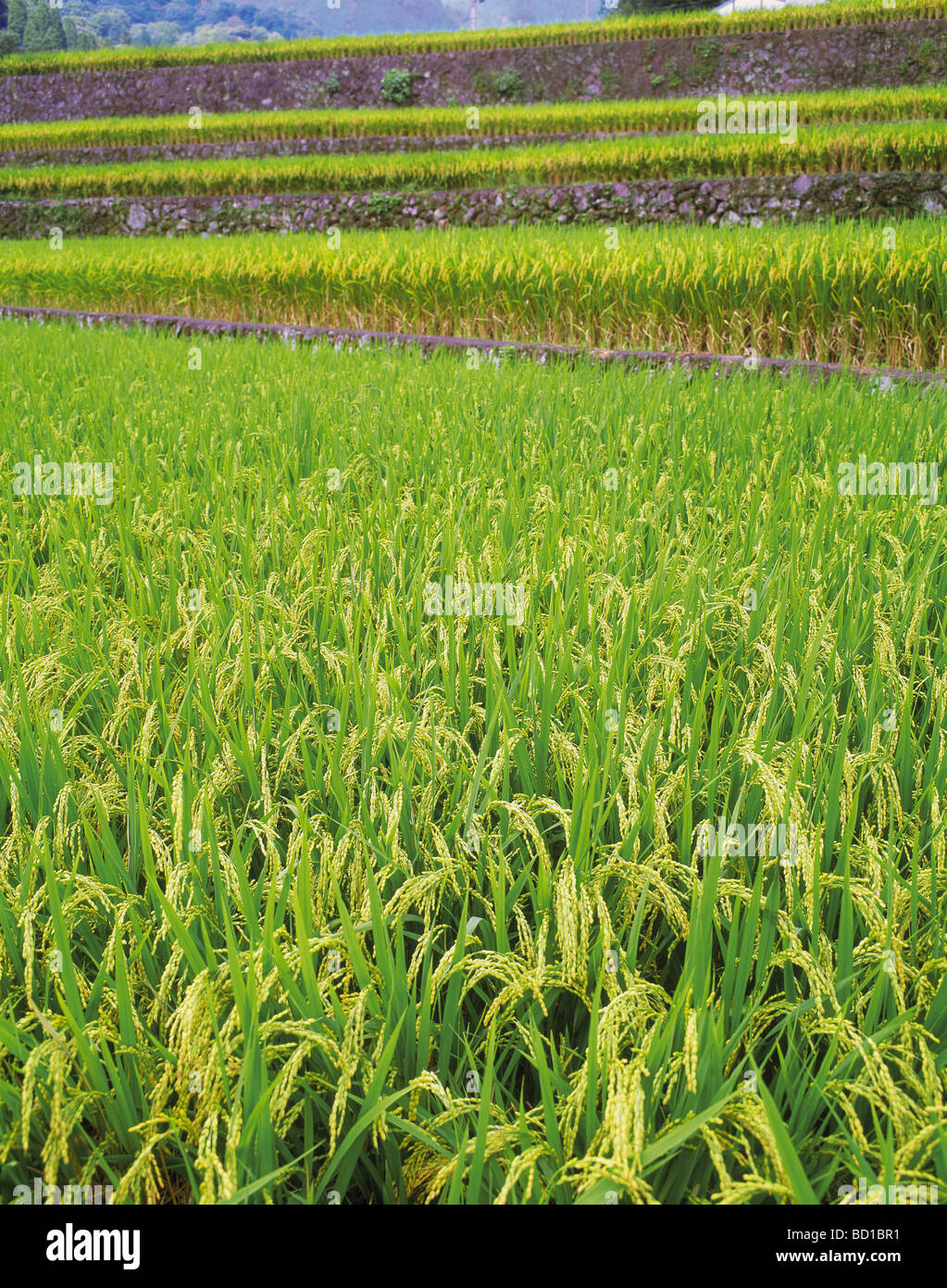 Ear of Rice Stock Photo - Alamy