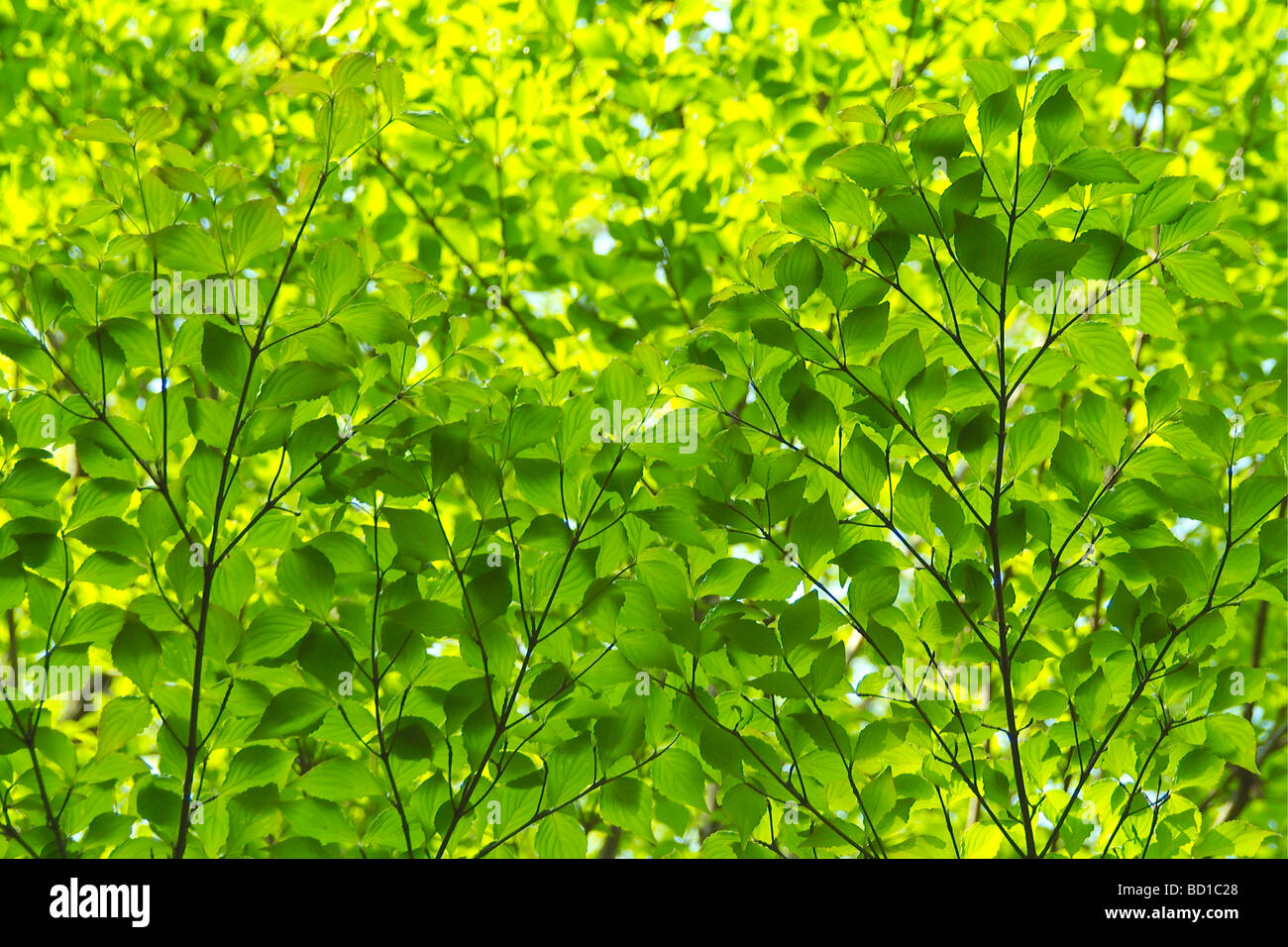Leaves on tree Stock Photo - Alamy