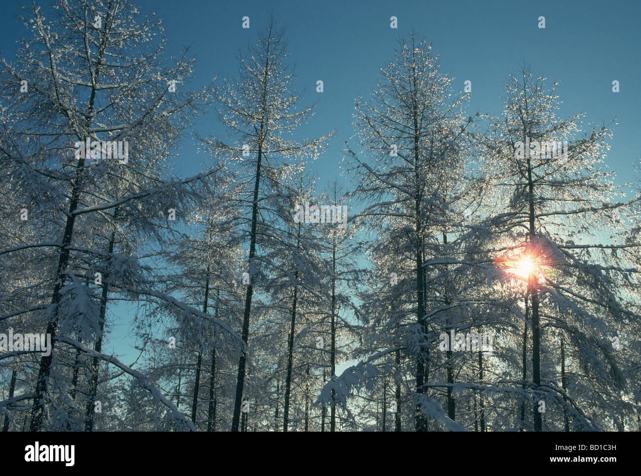 Trees in winter Nagano Prefecture Honshu Japan Stock Photo - Alamy