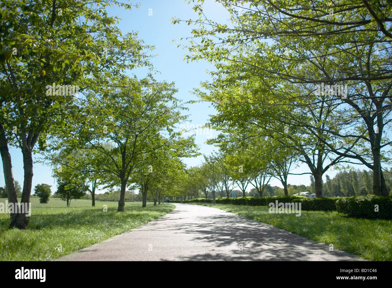 Road Lined with Trees in Park Stock Photo - Alamy