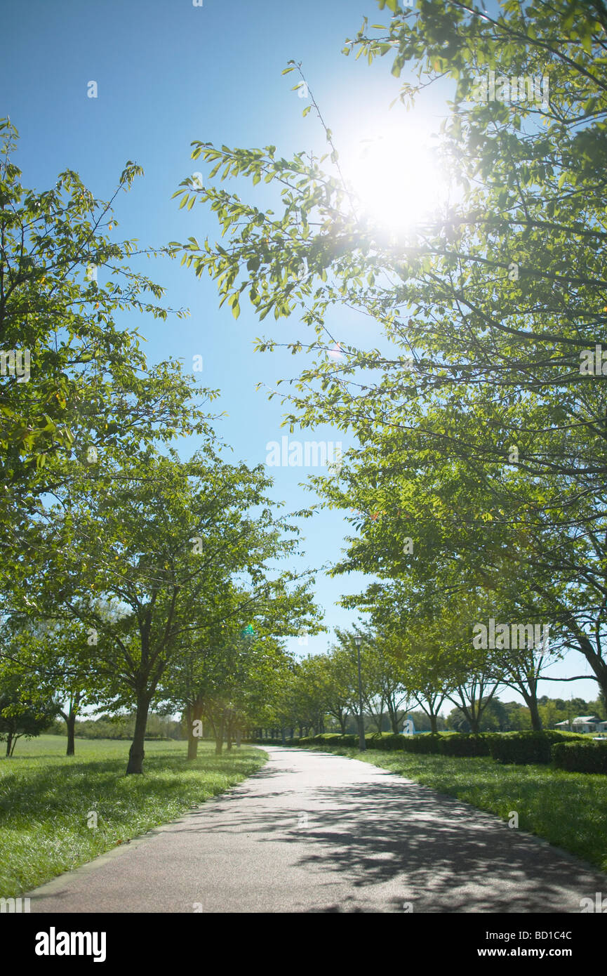 Road Lined with Trees in Park Stock Photo - Alamy