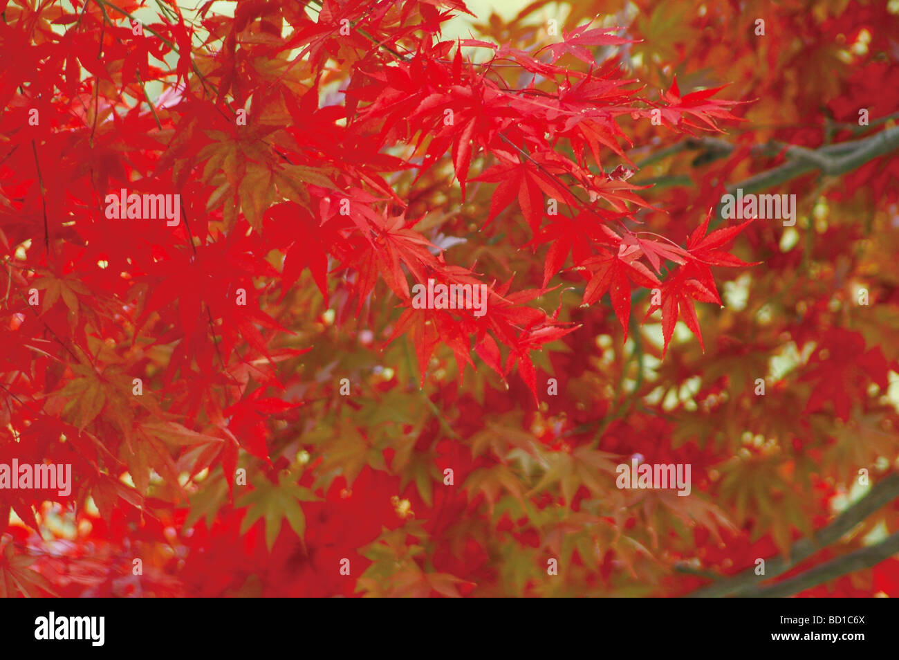Japanese maple tree in autumn Tokyo Prefecture Honshu Japan Stock Photo ...