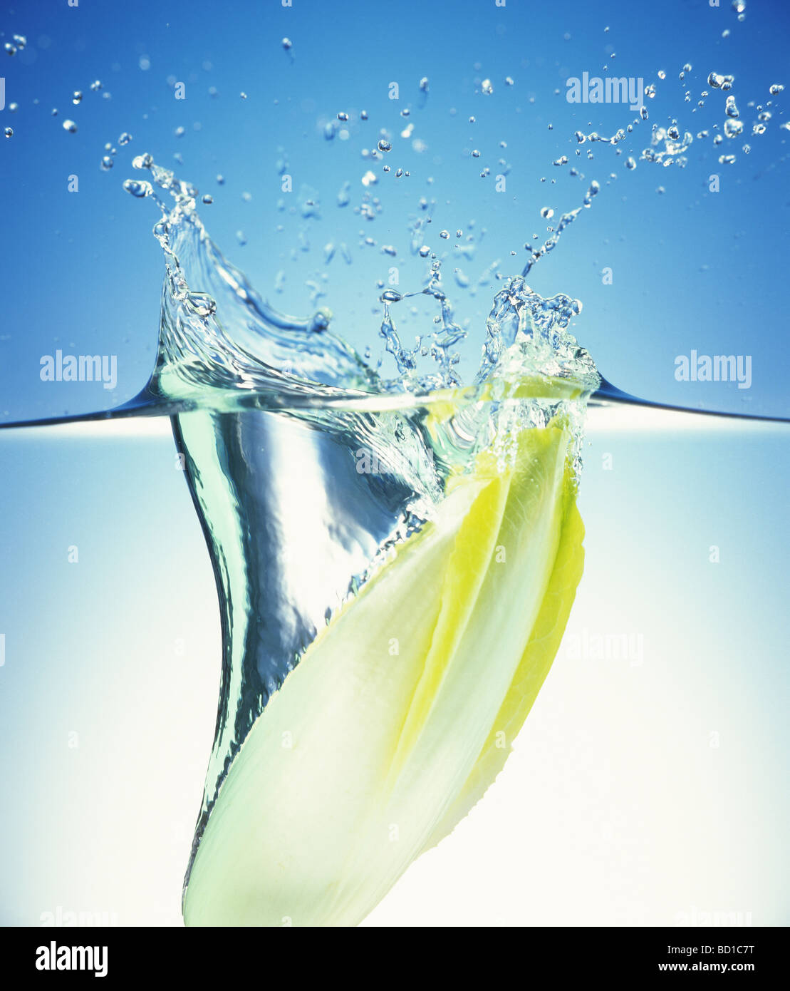 Chicory in water Stock Photo - Alamy