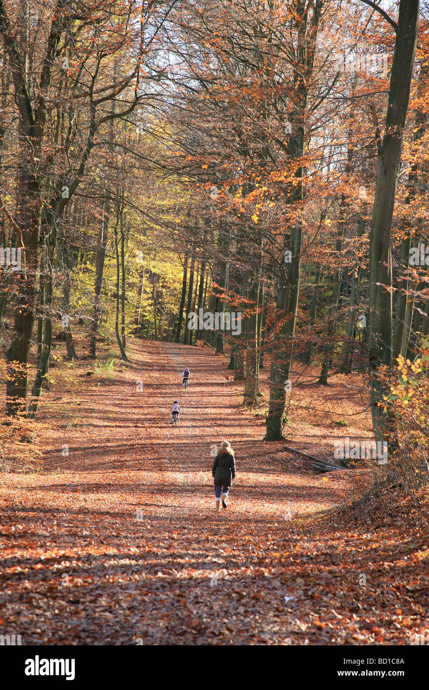 People in a forest in denmark Stock Photo - Alamy