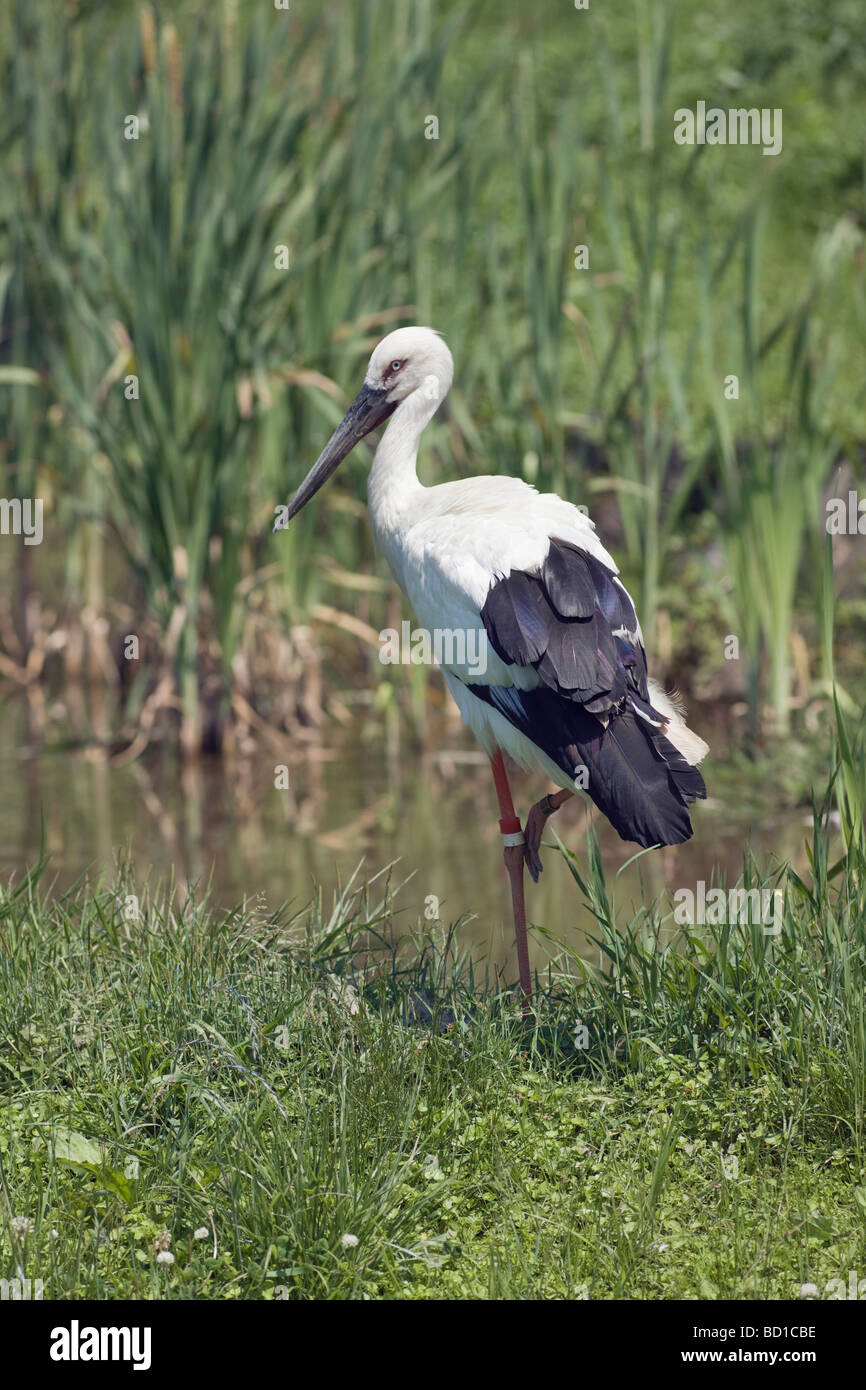 Japan stork hi-res stock photography and images - Alamy