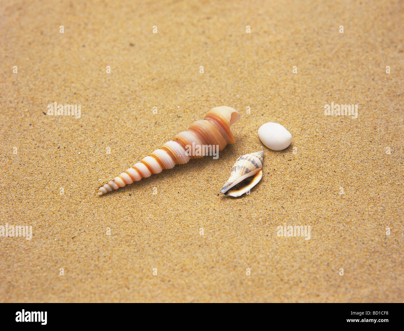 Three Shells on Sand Stock Photo - Alamy