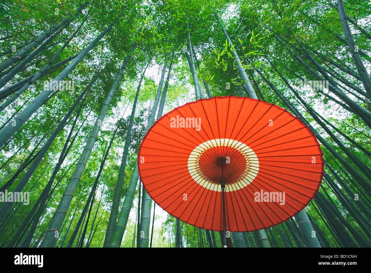 Bamboo forest Kyoto Prefecture Honshu Japan Stock Photo - Alamy