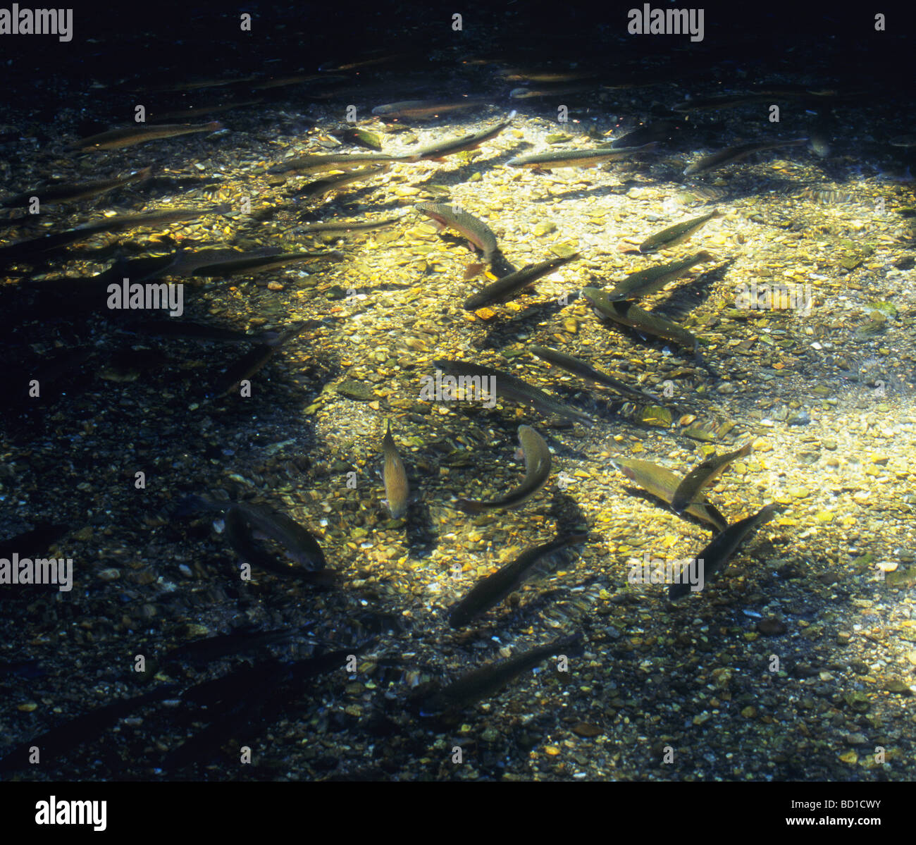 Fishes swimming in river Stock Photo - Alamy