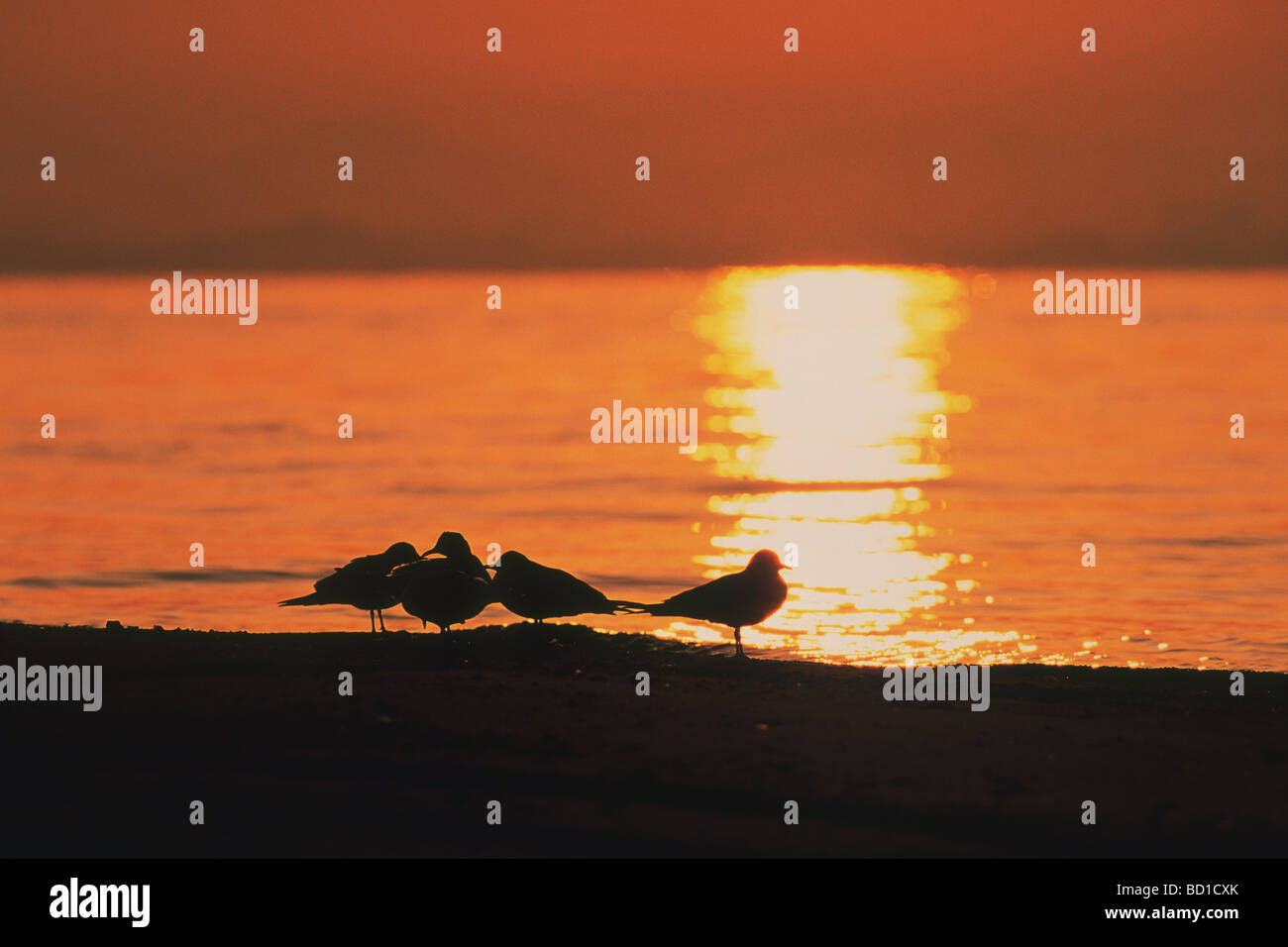 Birds at dusk Stock Photo - Alamy