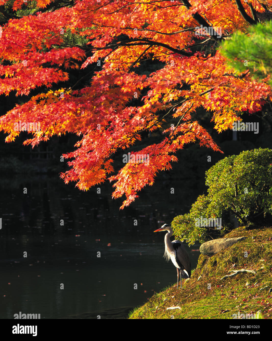 Heron in autumn Kenroku-en Garden Ishikawa Prefecture Honshu Japan ...