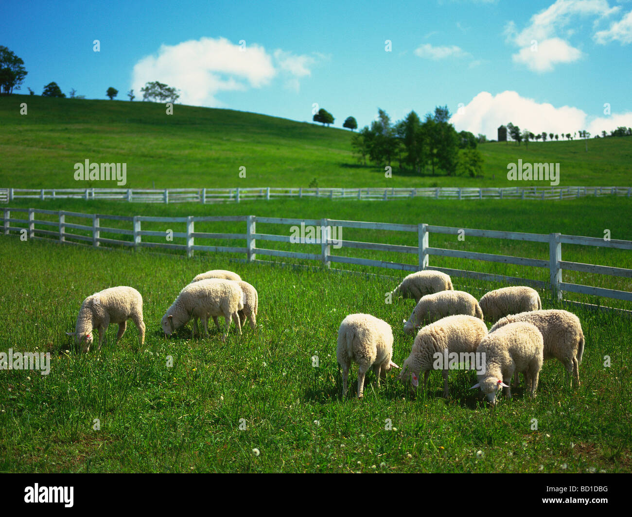 Animal themes fence grazing tree hi-res stock photography and images ...