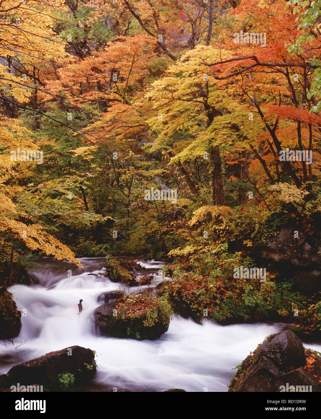 Oirase stream Aomori Prefecture Honshu Japan Stock Photo - Alamy