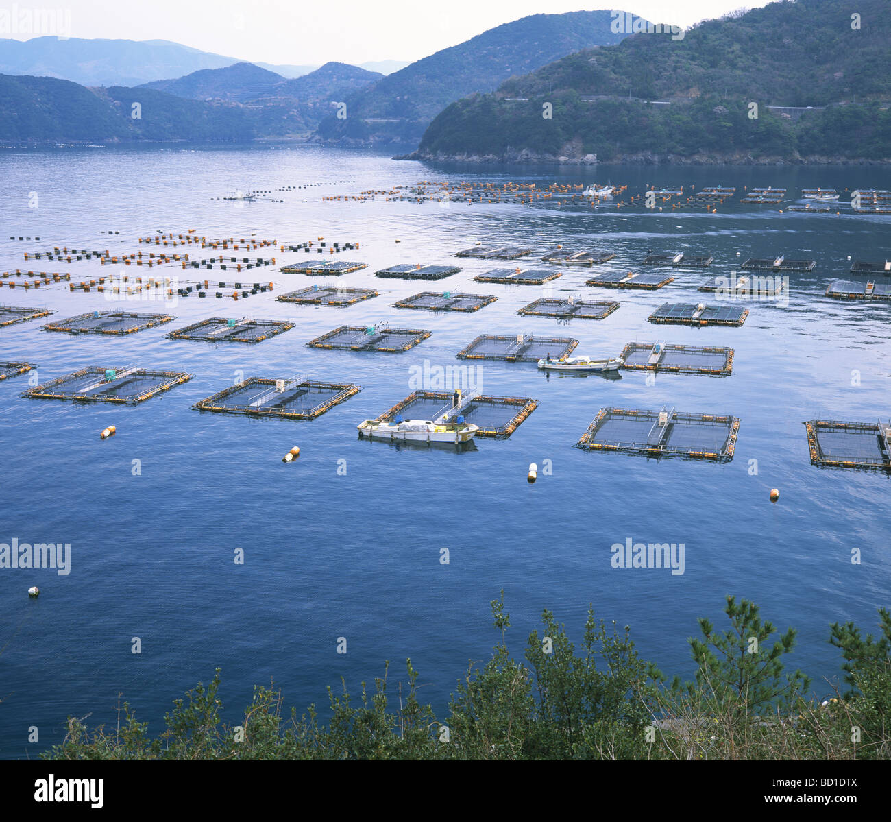 Sea bream fish farm Ehime Prefecture Shikoku Japan Stock Photo - Alamy