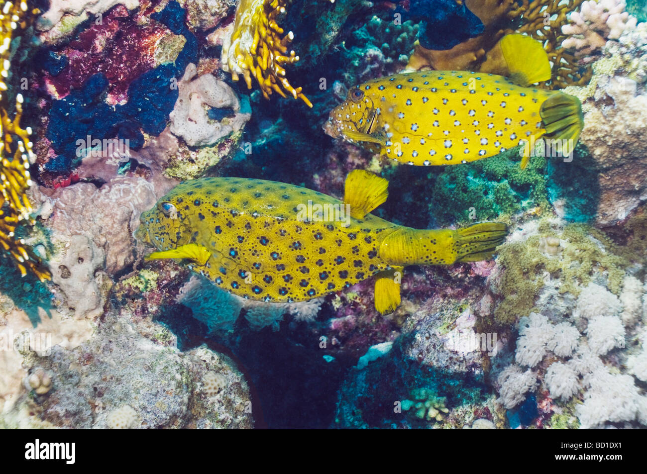 Yellow boxfish Ostracion cubicus Egypt Red Sea Stock Photo - Alamy