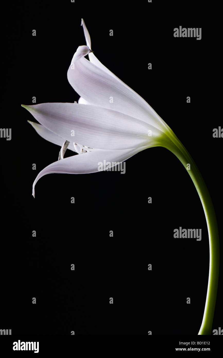 Single white lily, side view Stock Photo - Alamy