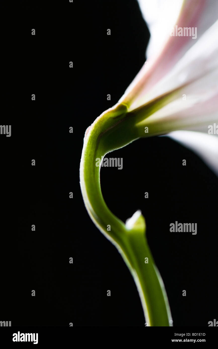 Flower stem, close-up Stock Photo - Alamy