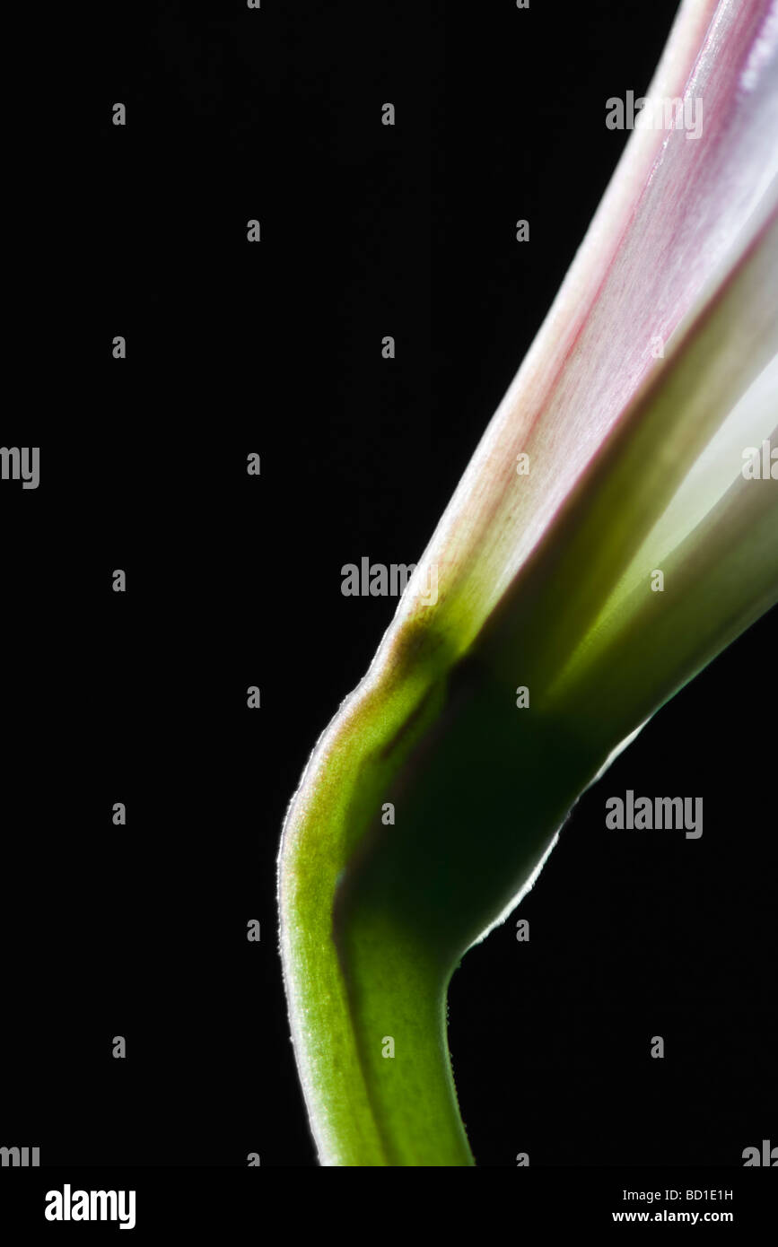 Flower stem, peduncle, close-up Stock Photo - Alamy