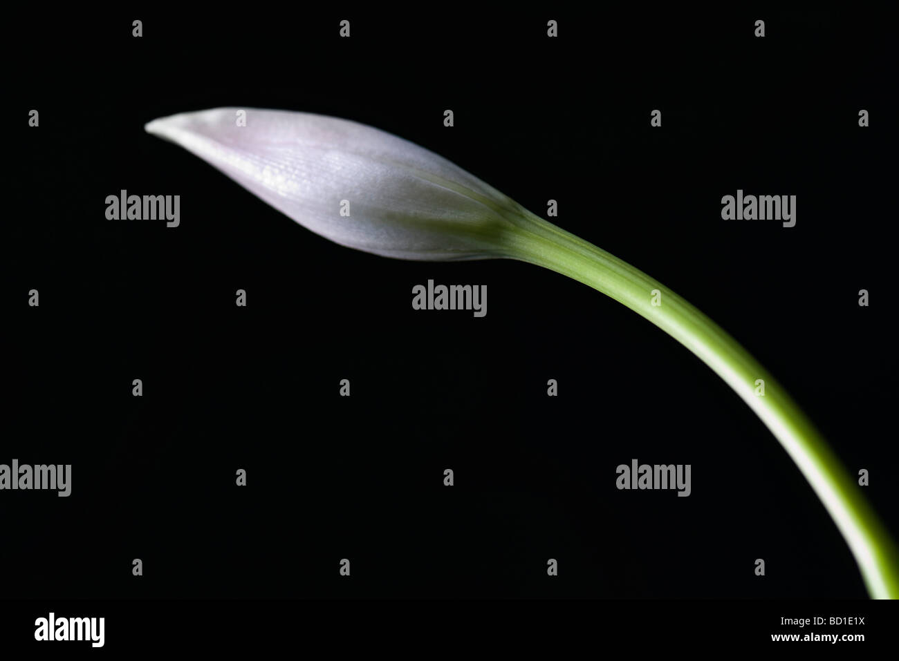 Single white flower bud, side view Stock Photo - Alamy