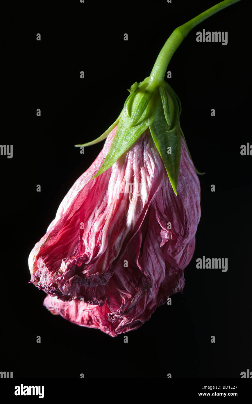 Withering Flower High Resolution Stock Photography and Images - Alamy
