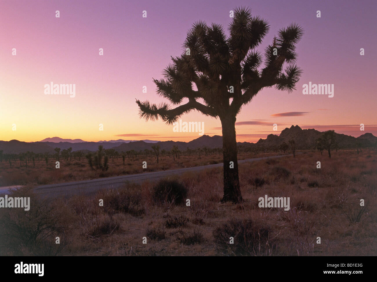 JOSHUA TREE (Yucca brevifolia) in Arizona Stock Photo - Alamy