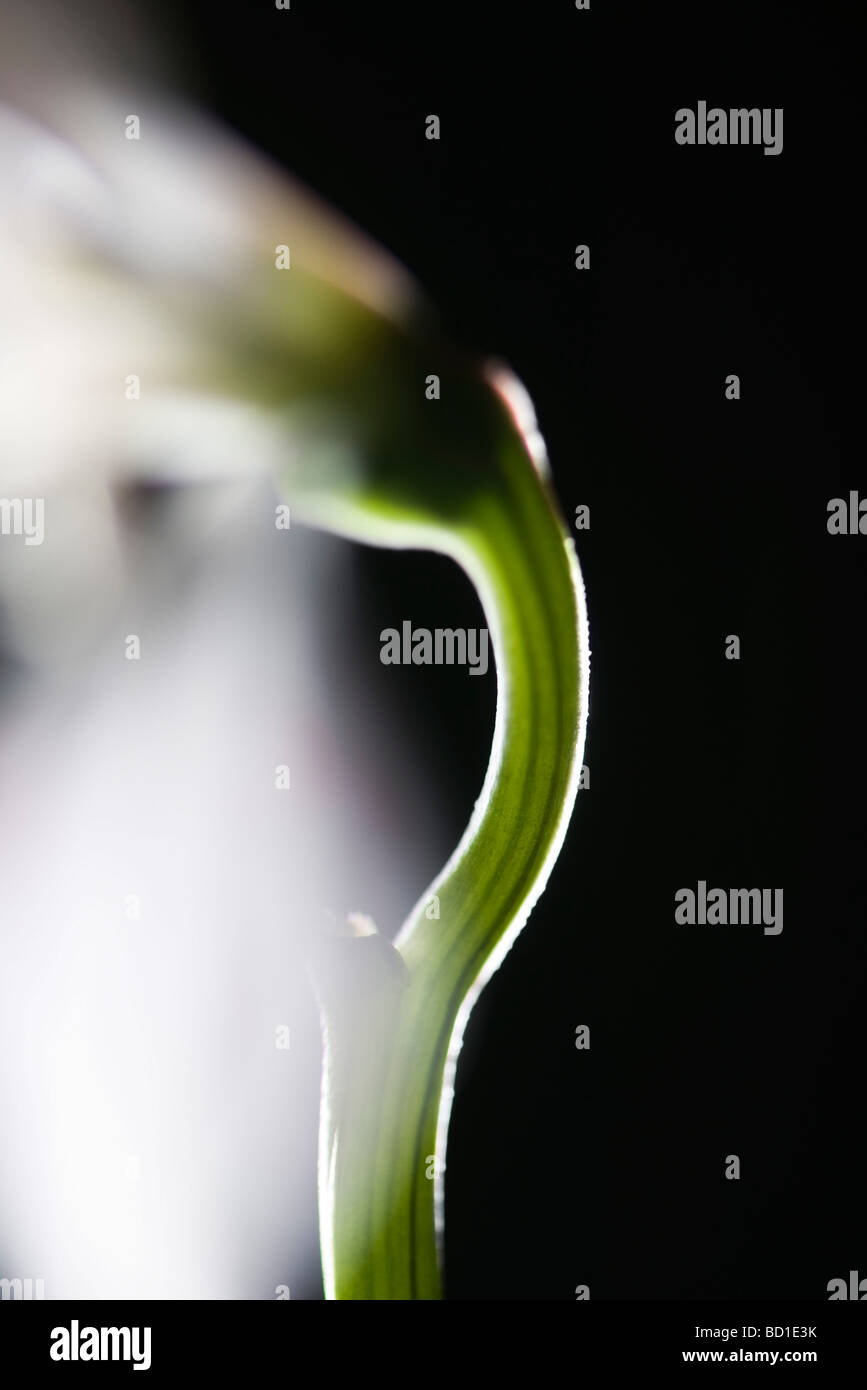 Flower stem, close-up Stock Photo - Alamy