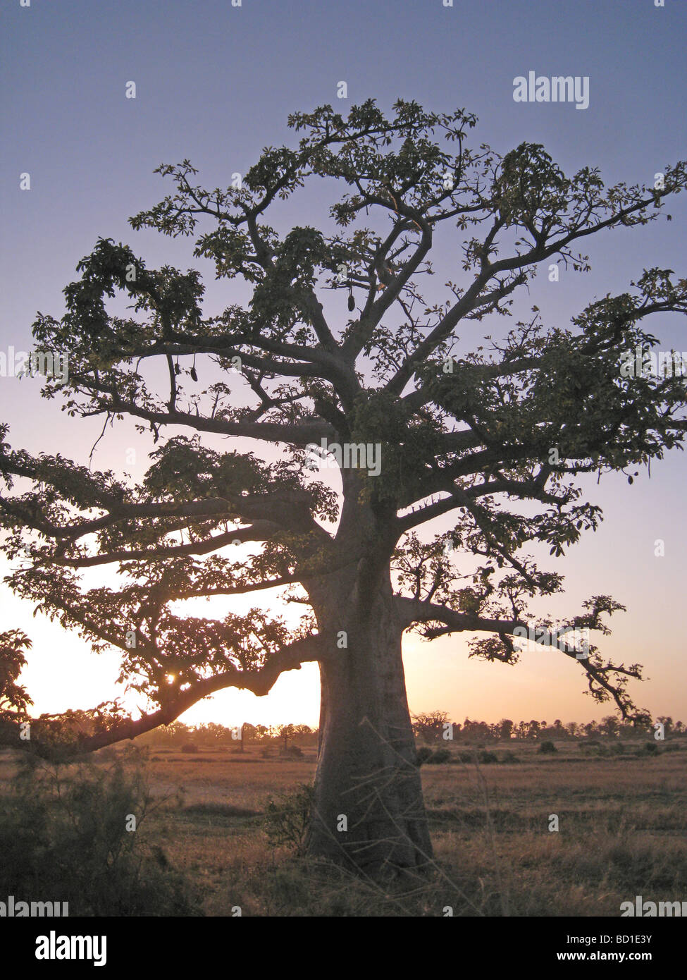BAOBAB TREE (Adansonia digitata) in Senegal near the northern limit of ...