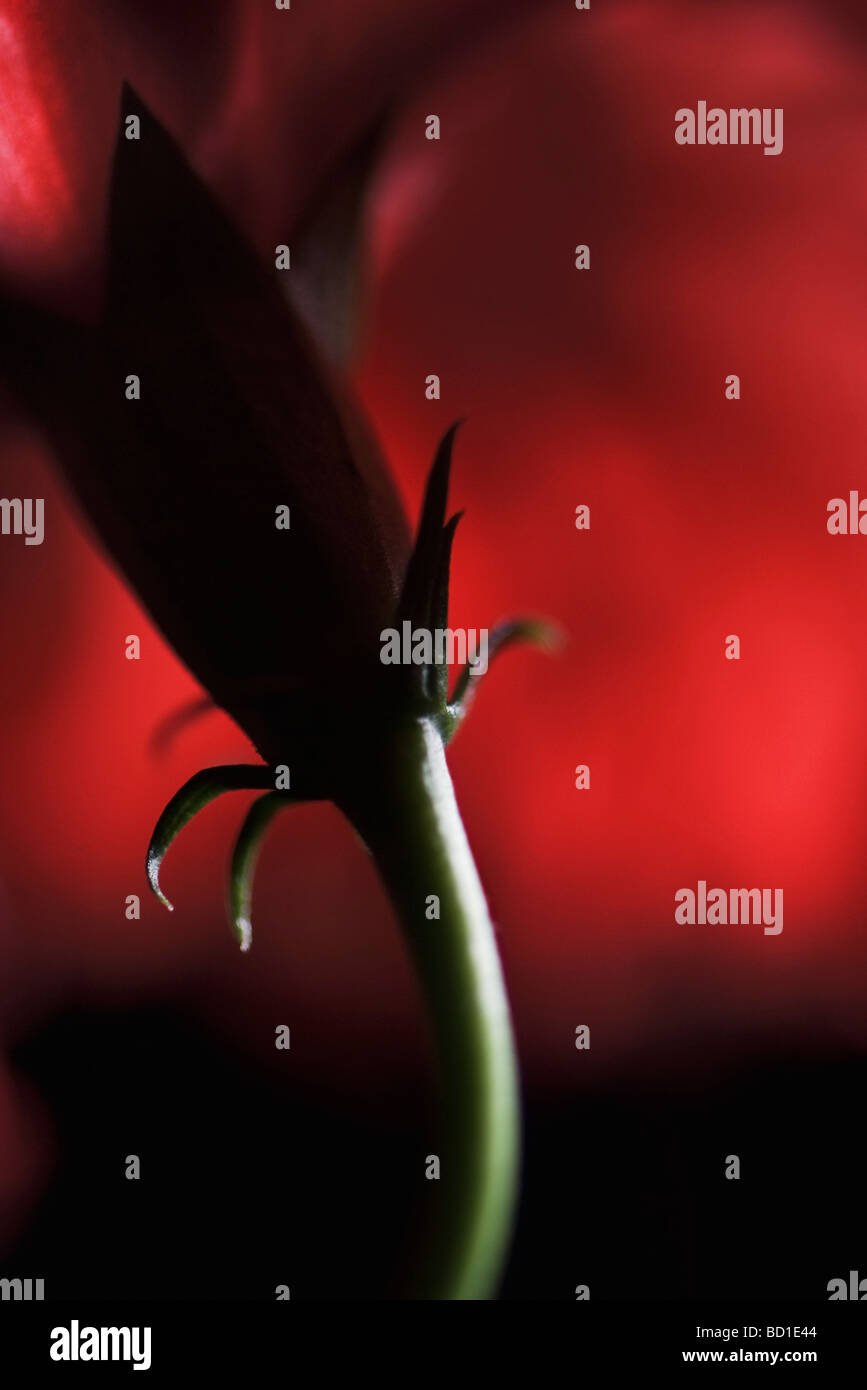 Flower stem and sepals, close-up Stock Photo - Alamy