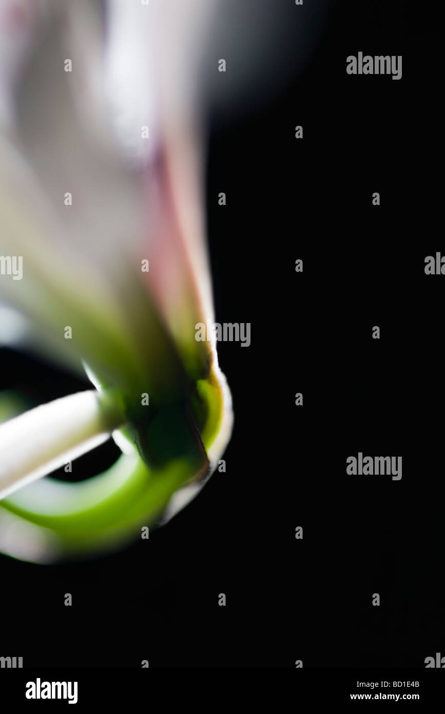 Peduncle hi-res stock photography and images - Alamy