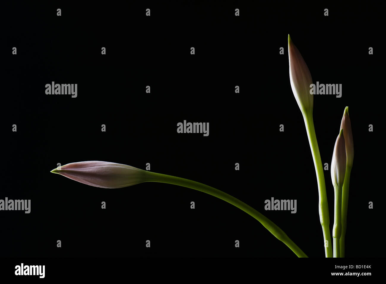 Budding flowers atop hi-res stock photography and images - Alamy