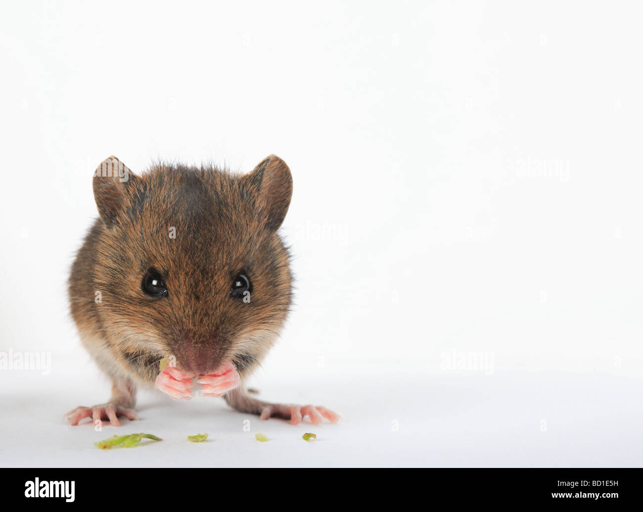 Mouse animal hi-res stock photography and images - Alamy