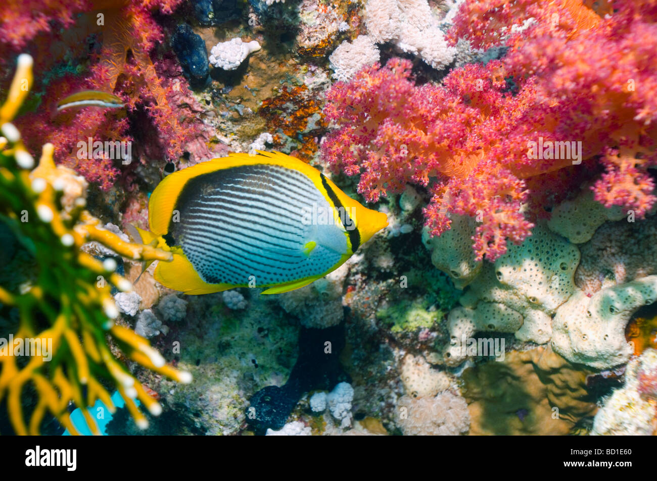 Black backed butterflyfish Chaetodon melannotus with soft coral Red Sea ...