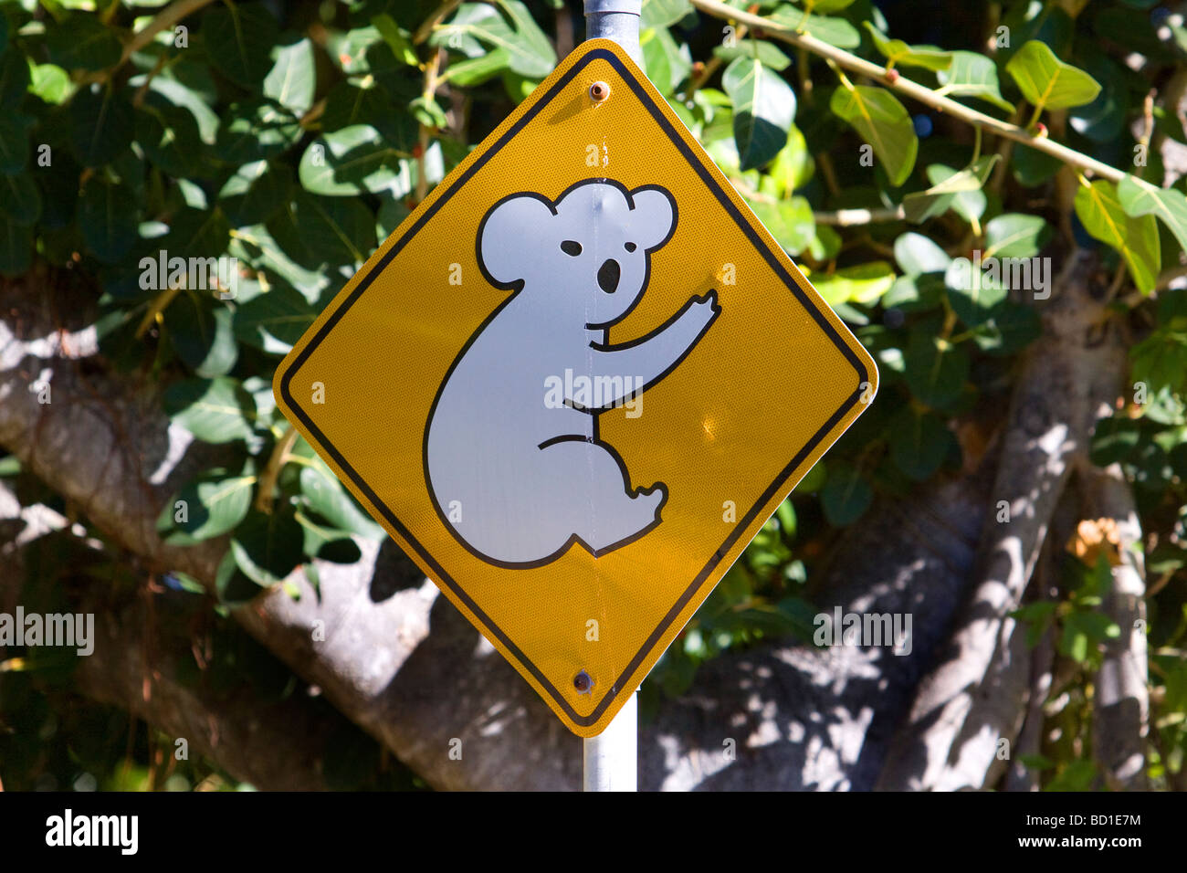 Koala warning sign Phascolarctos cinereus bear Stock Photo - Alamy
