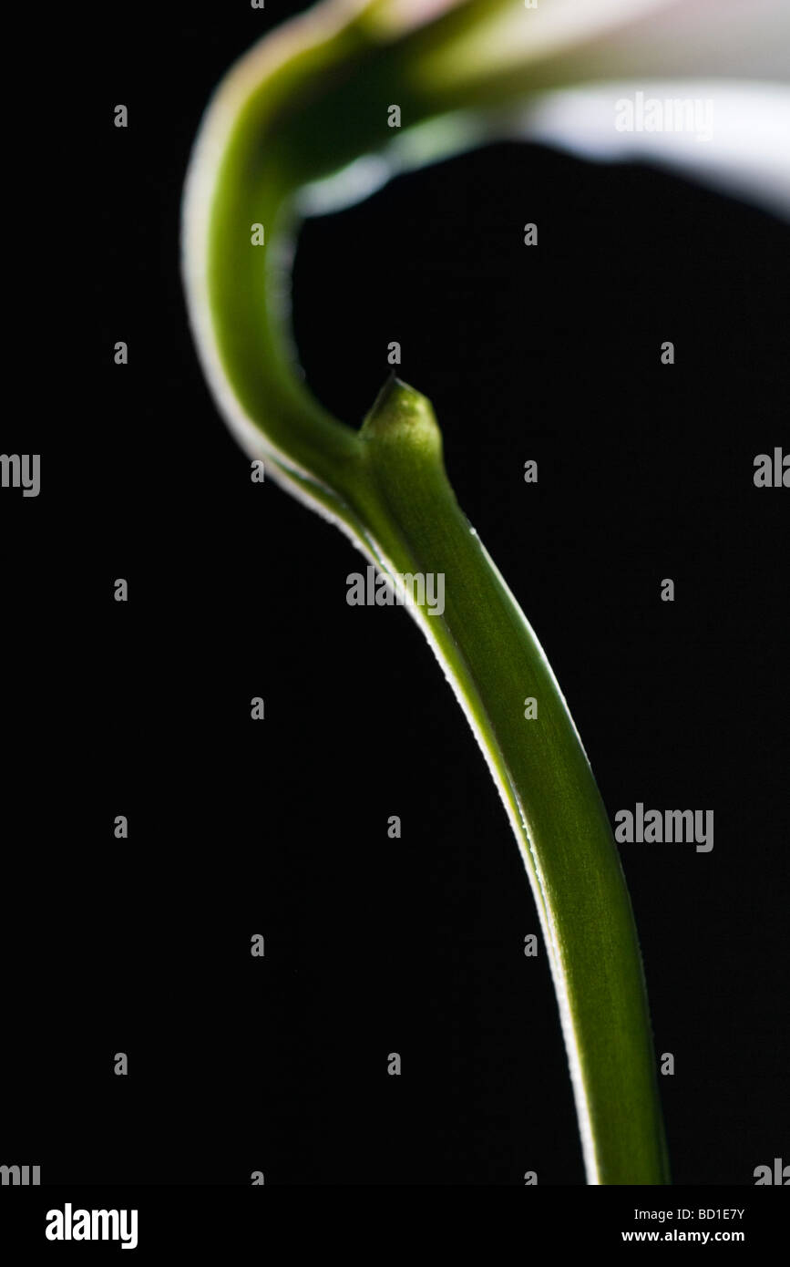 Single Flower Stem High Resolution Stock Photography and Images - Alamy