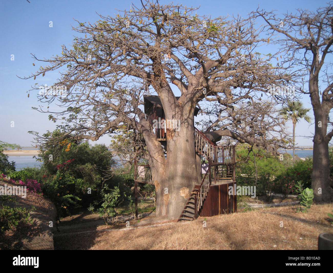 SENEGAL - tree house in a Boabab tree at Lodge des Collines de Niassam ...