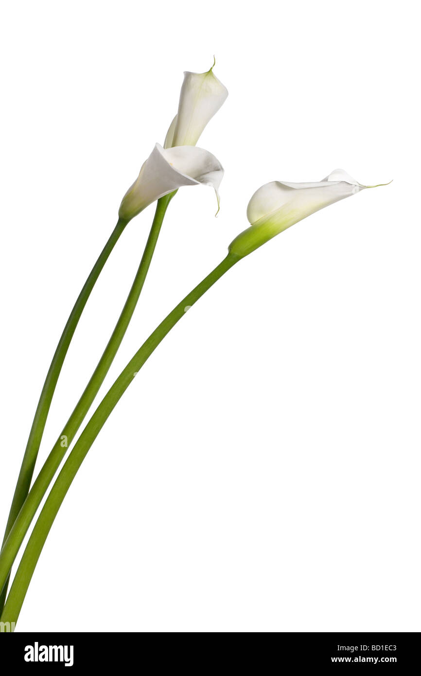 three calla lilies close up isolated on white background Stock Photo ...