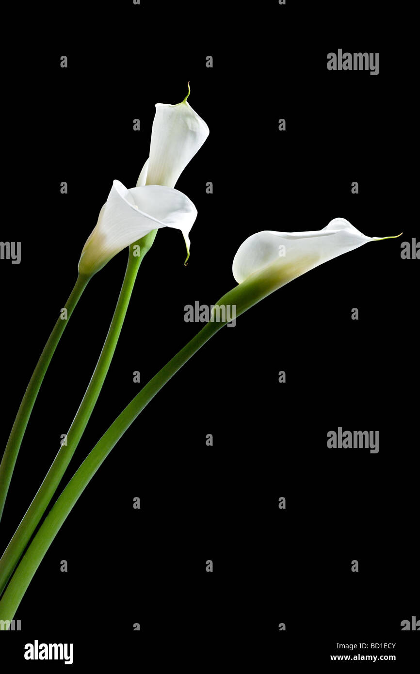 three calla lilies close up isolated on black background Stock Photo ...