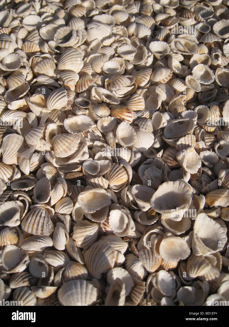 BEACH shells Stock Photo - Alamy