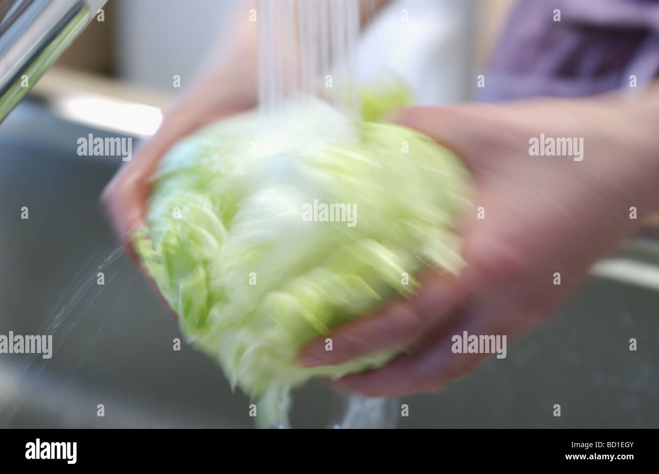 Hand washing lettuce Stock Photo - Alamy