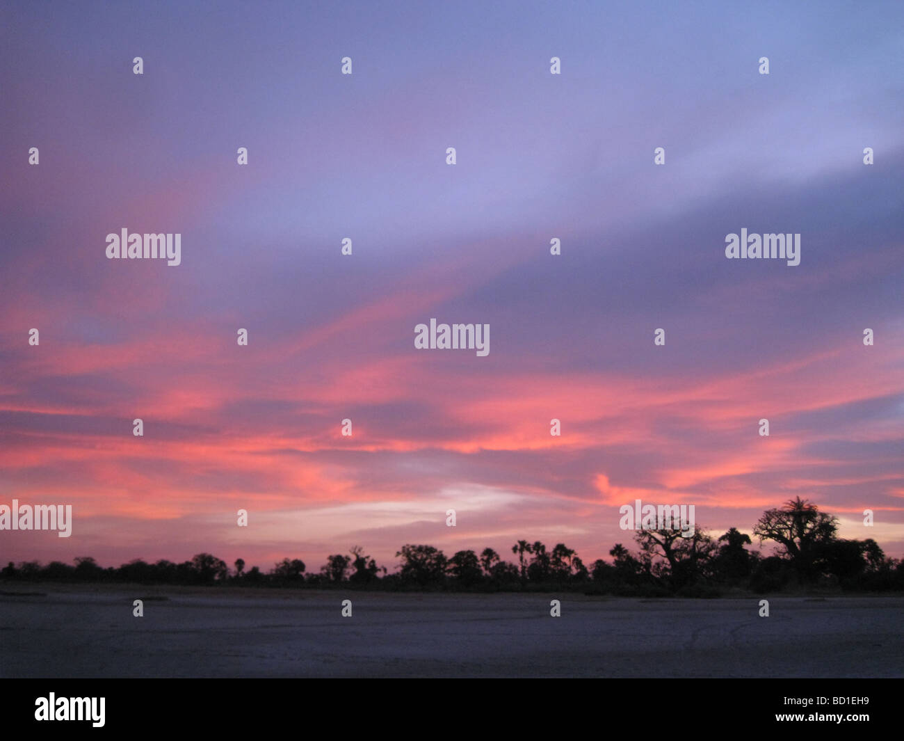 SENEGAL SUNSET - Baobab trees outlined against the evening sky Stock ...