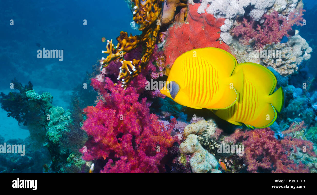 Golden butterflyfish Chaetodon semilarvatus with soft coral on coral ...