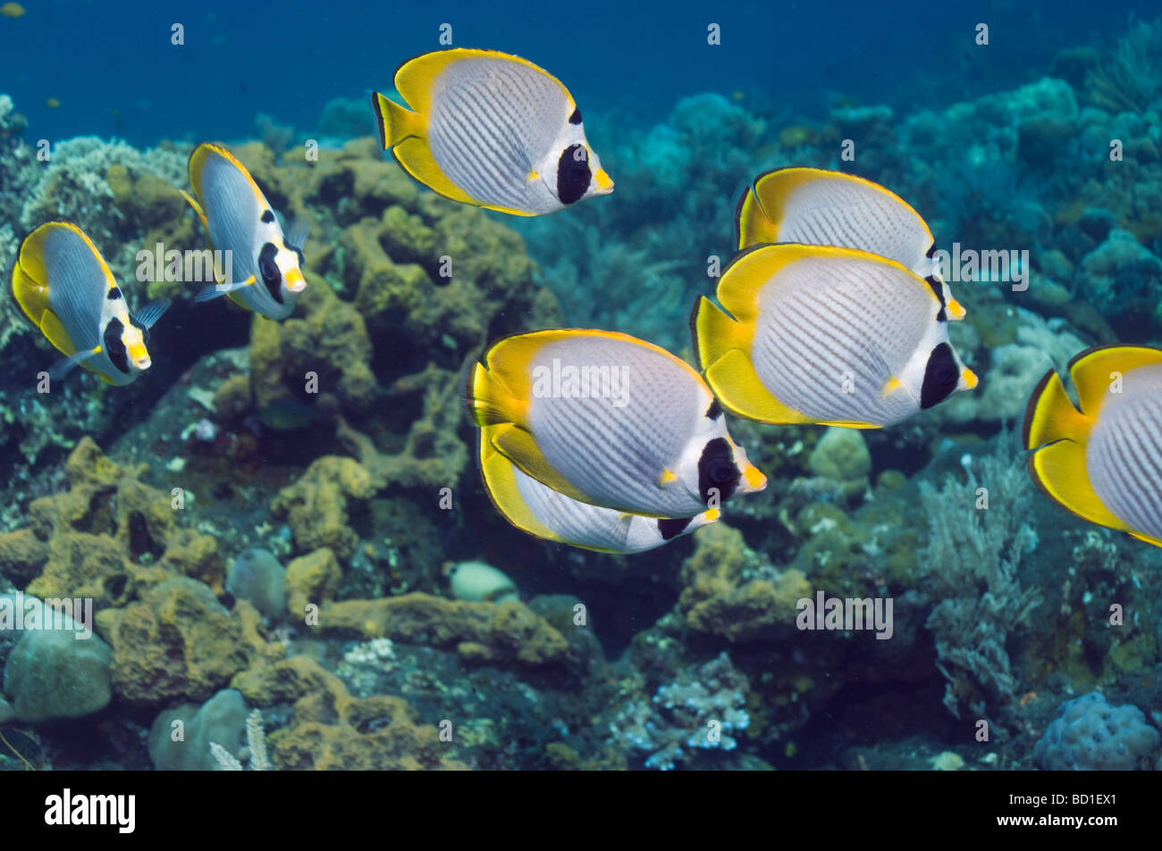Panda butterflyfish Chaetodon adiergastos over coral reef Bali ...