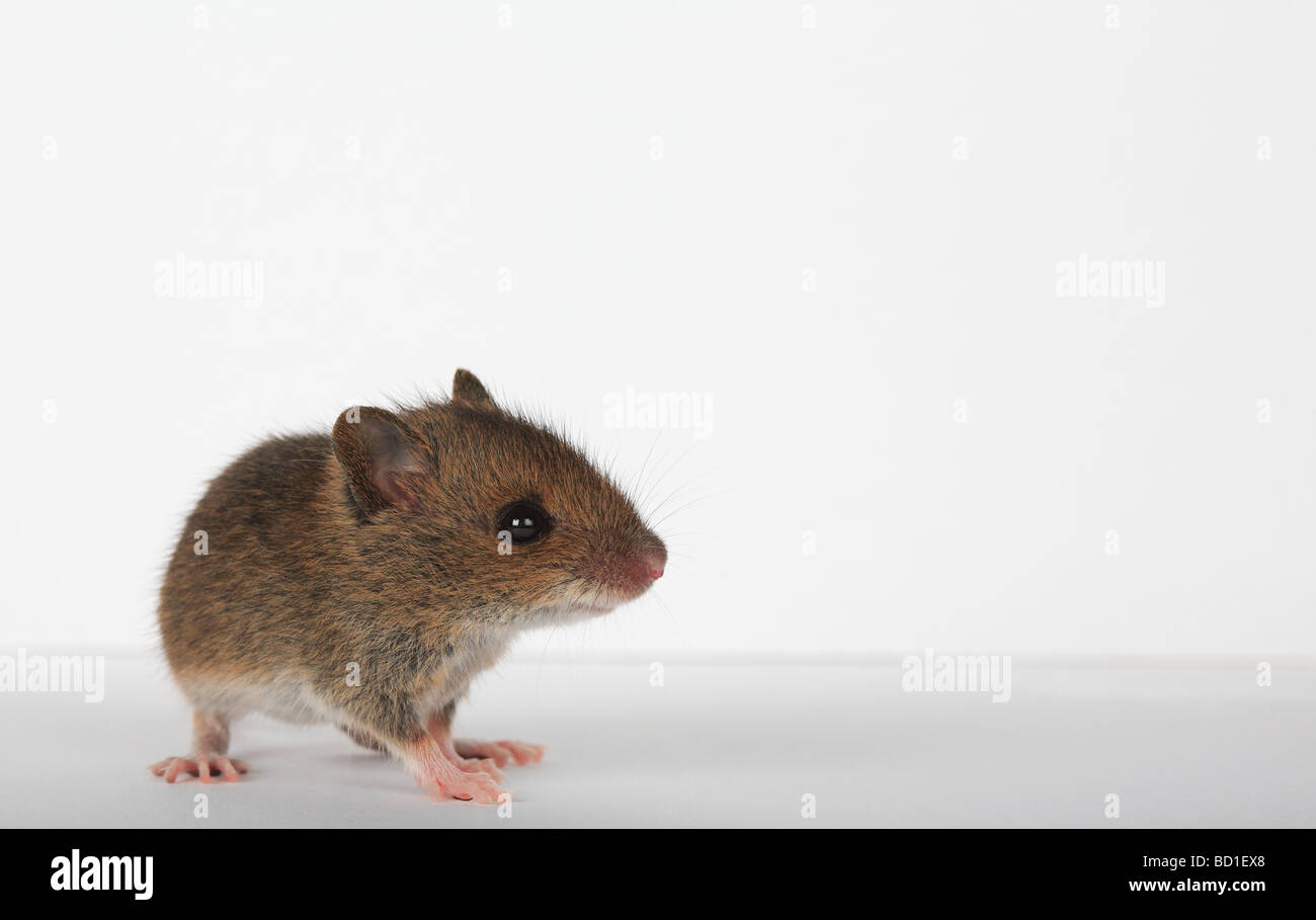 Mouse close up on white background Stock Photo - Alamy