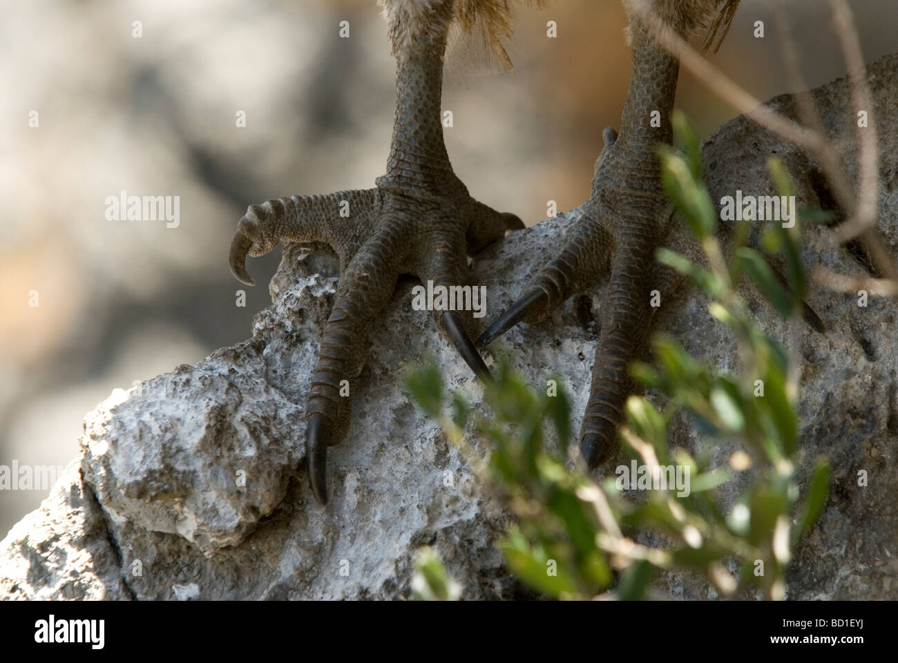 Bird feet close up hi-res stock photography and images - Alamy