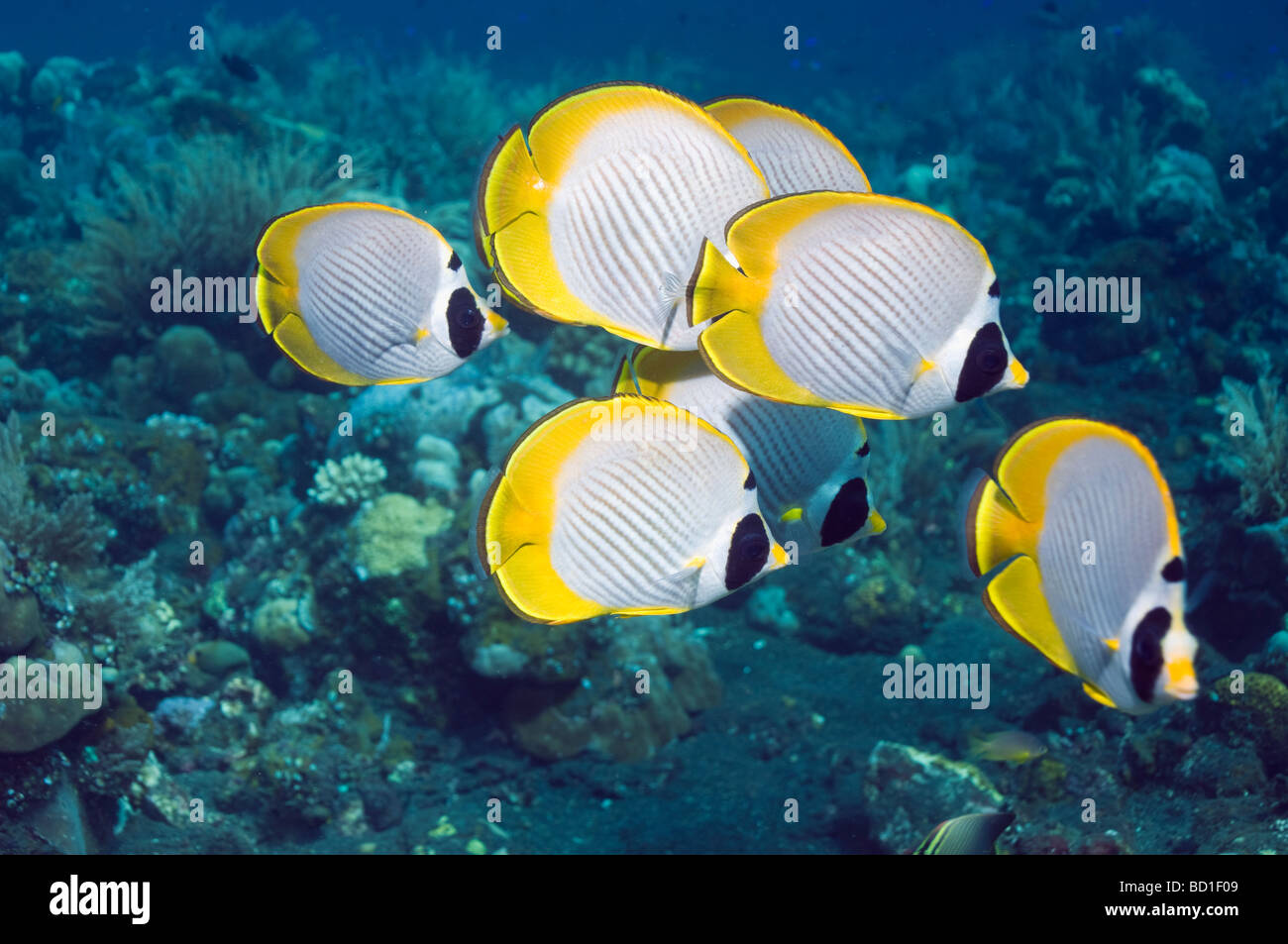 Panda butterflyfish Chaetodon adiergastos school over coral reef ...