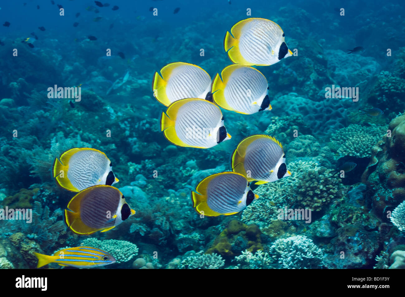 Panda butterflyfish Chaetodon adiergastos Bali Indonesia Stock Photo ...