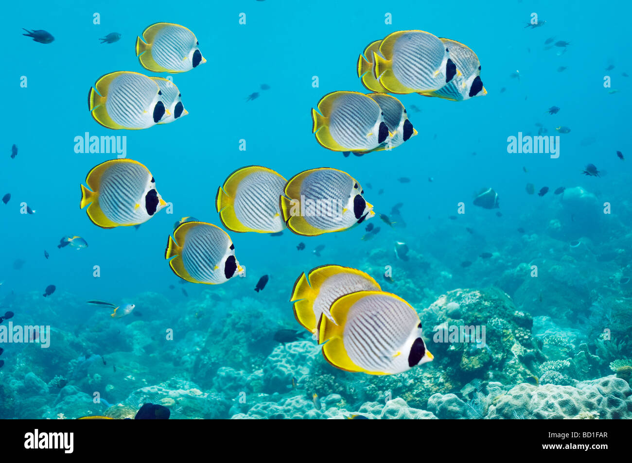 Panda butterflyfish Chaetodon adiergastos Bali Indonesia Stock Photo ...